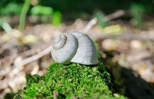 Are there any endangered species in Canada that I can see while visiting?