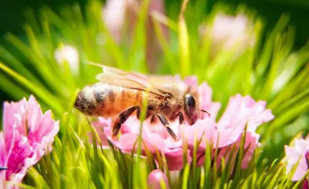 Can I visit sustainable honeybee farms and apiaries in Canada?