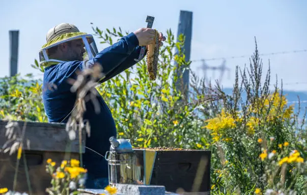 Can I visit sustainable honeybee farms and apiaries in Canada?