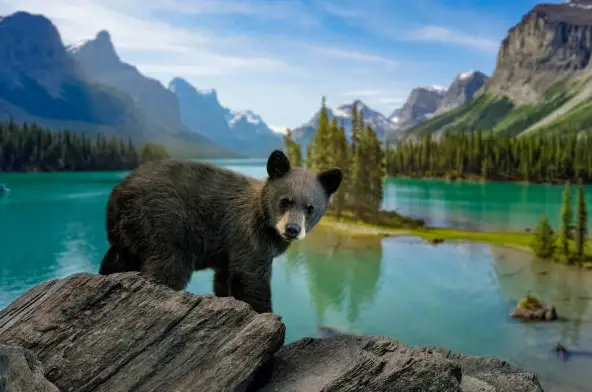 What are the best practices for responsible wildlife viewing in Canada?
