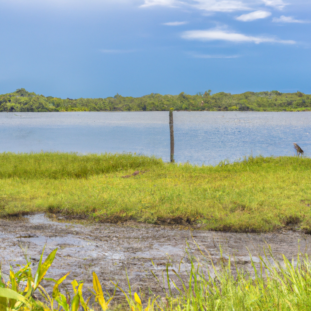 Cuare Wildlife Refuge - Sucre State In Venezuela: Overview,Prominent ...