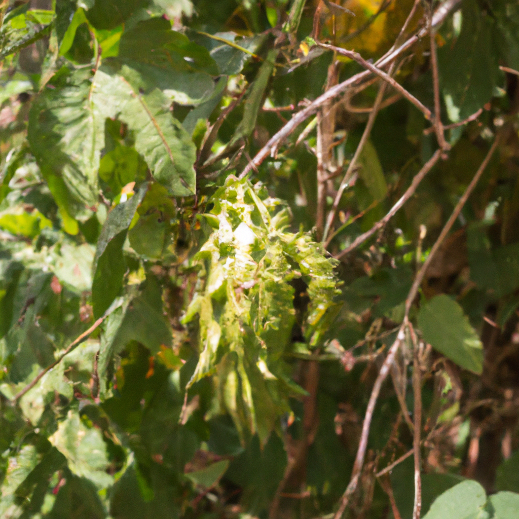 FJKM BETELA MAROBIBY - FIOMBONANA AMBOHIDRAPETO In Madagascar: History ...