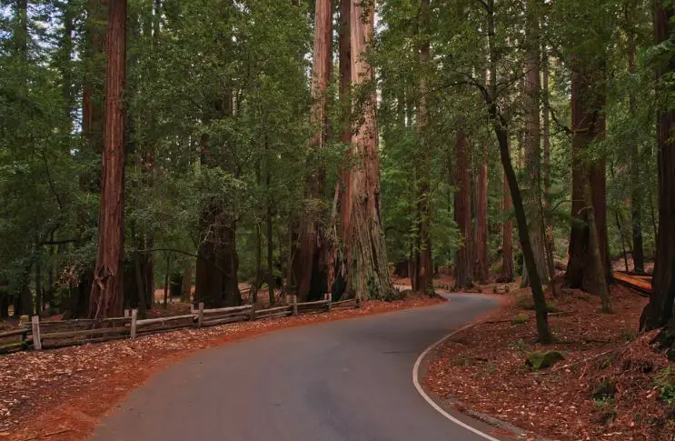 Discover the California Forest | Best Forest in CaliforniaWorld Tour ...