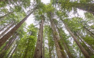 Amazing Facts about Redwood Trees – Adequate Travel