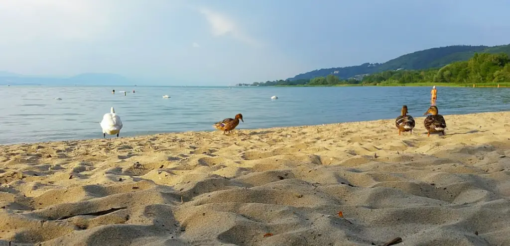 Top 10 Beaches Of Switzerland Best Beaches To Visit In Switzerland