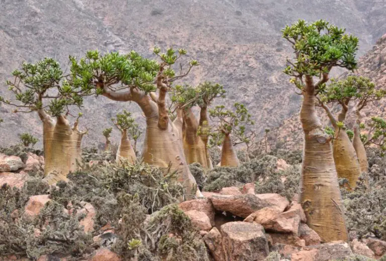 Most Visited Monuments in Yemen l Famous Monuments in Yemen
