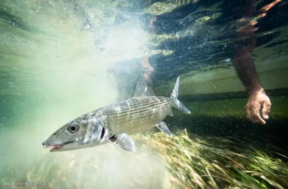 Popular Fishing Spots in Miami | Miami Fishing SpotsWorld Tour & Travel ...