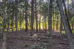 Top 10 Haunted Forests of United StatesWorld Tour & Travel Guide, Get ...