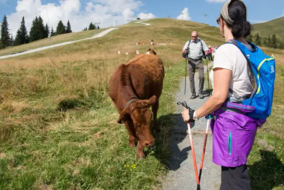 Top 10 Best Adventure Activities in Austria to Explore